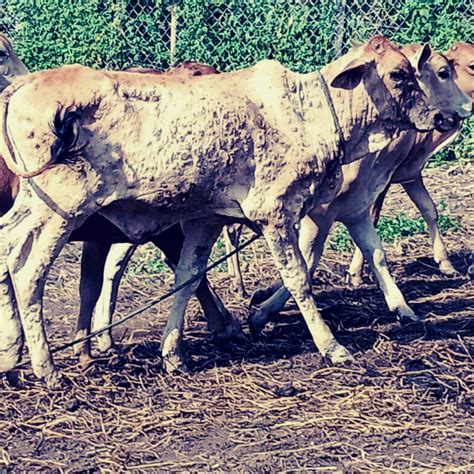 Lumpy Skin Disease In Cows Dont Panic Be Alert Jss Mahavidyapeetha