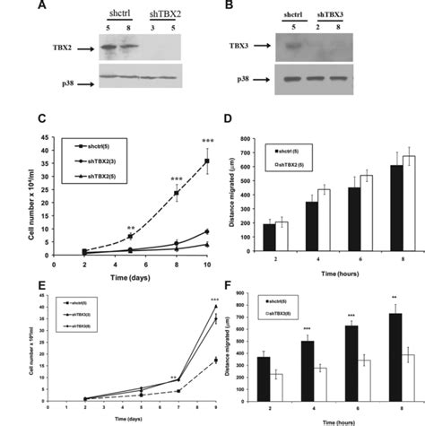 The Highly Homologous T Box Transcription Factors Tbx2 And Tbx3 Have