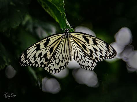 Large Tree Nymph Photos By Ravi