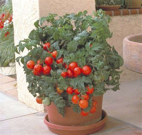 Tomato Patio Sweet Valley By Jolly Farmer