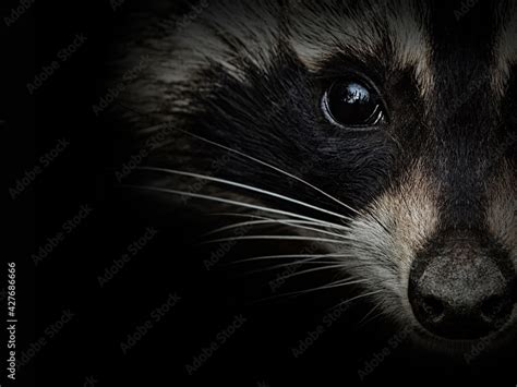 Raccoon Face Close Up On Black Front View Stock Foto Adobe Stock