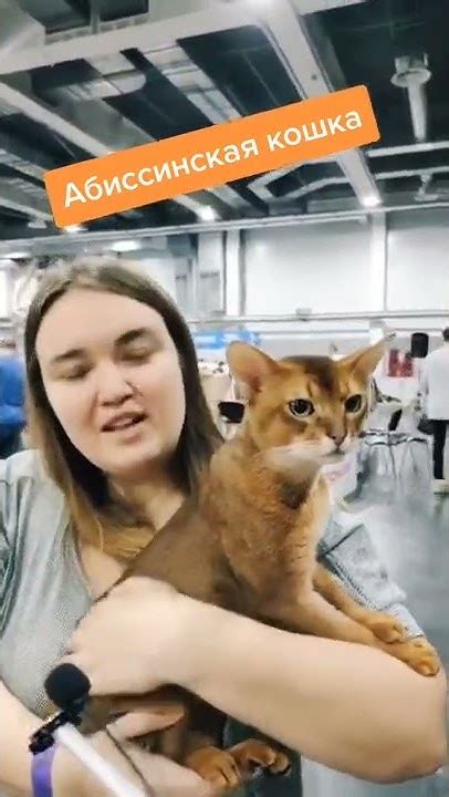 Абиссинская порода кошек её можно дрессировать как собаку Youtube