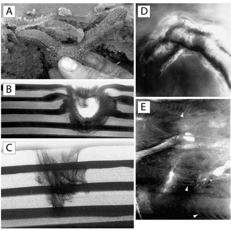 Bivalve Traces A Vertically Oriented Bivalve Produces Download