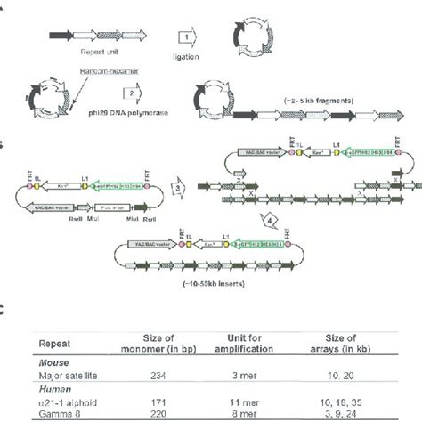 Construction Of Synthetic Dna Arrays For Rmce Cassettes A Repeat Dna Download Scientific