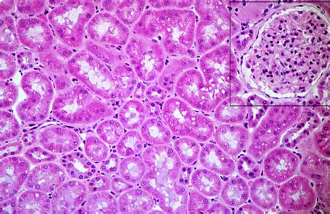 Proximal Tubule Histology