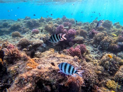 Scissortail Sergeant Abudefduf Sexfasciatus At The Red Sea Coral Reef