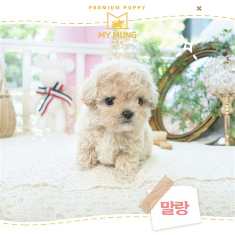 크림말티푸 여아 마이멍