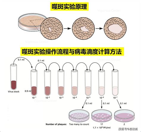 经验分享：病毒学基本概念vp、pfu、tcid50简介 方法 细胞 颗粒