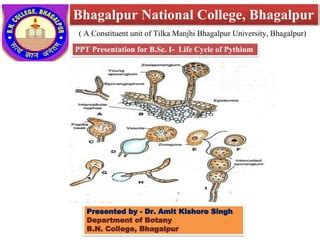 PPT Presentation For B Sc I Life Cycle Of Pythium Pdf