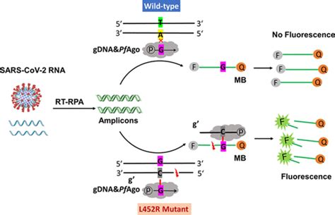 Rapid And Sensitive Genotyping Of Sars Cov 2 Key Mutation L452r With An