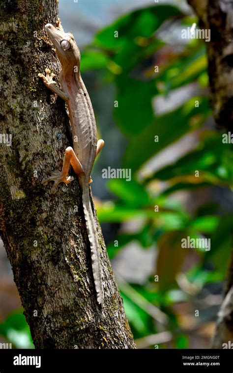 Lined Leaf Tailed Gecko Uroplatus Lineata On A Trunk N E Madagascar