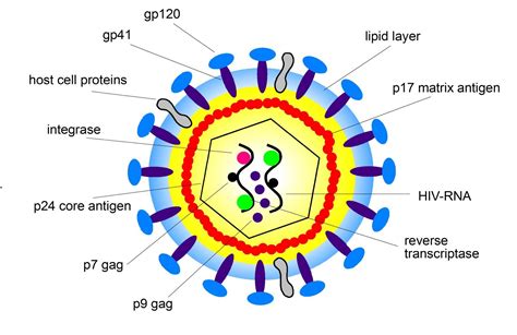 This Is A Demonstration Of The Hiv Virus Structure This Is A Perfect Example Because Everything