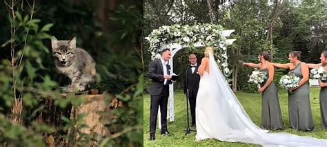 Kitten Crashes Couples Wedding And Wriggles Into Their Hearts As Cat