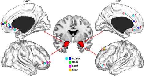 Genetic Influences On Functional Connectivity Of Fronto Limbic