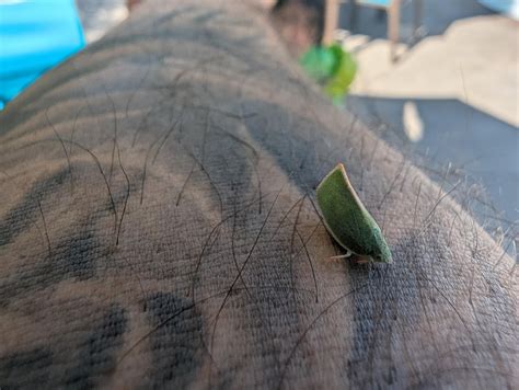 Torpedo Bug R Insects