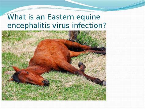 Report On Eee Disease презентация доклад проект скачать