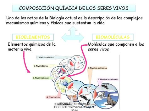 Bioelementos Y Biomoleculas 1 Moleculas Inorganicas Agua Kinesiologia
