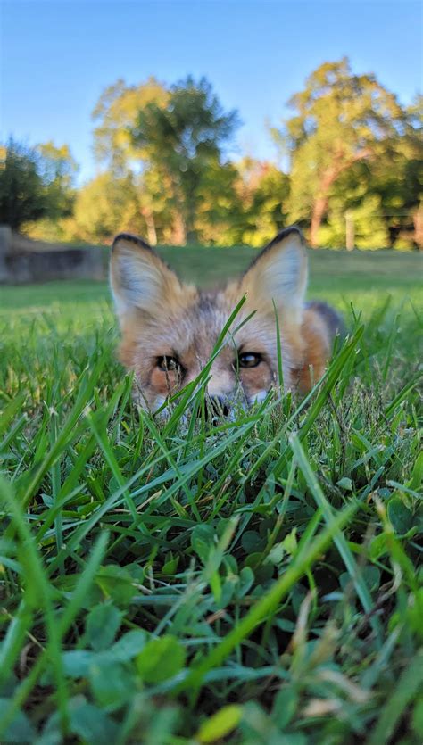 Fat Fluffy Fox Rfoxes