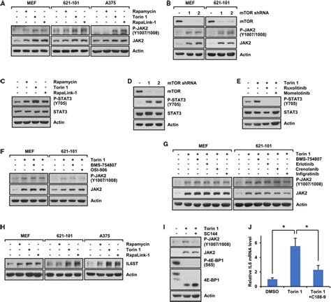 Mtor Inhibition Activates The Jakstat Pathway A D Cells Treated