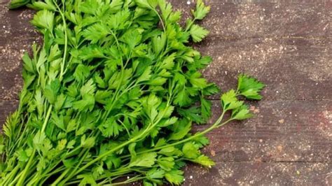 5 Manfaat Daun Seledri Untuk Kesehatan Ginjal