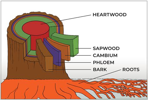 Xylem And Phloem Tree Diagram