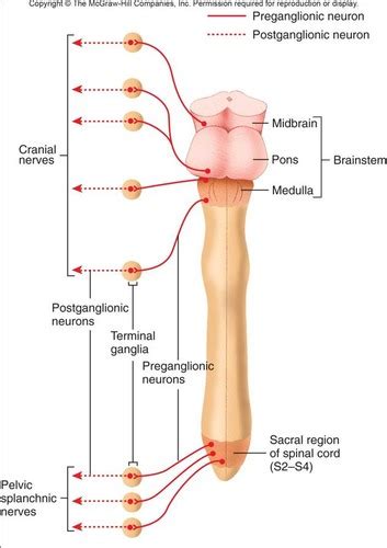 Autonomic Nervous System I Flashcards Quizlet