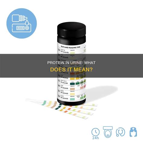 Protein In Urine What Does It Mean Medshun