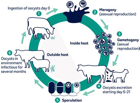 Coccidiosis In Ruminants The Inevitable Infection
