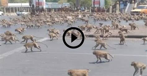 Monkey Swarm Takes Over City Album On Imgur