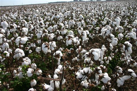 Cotton Plant Field