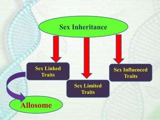 Sexinfluence Sex Linked And Sex Limitedtraits PDF