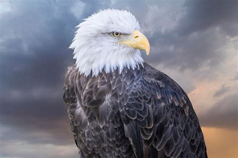 Águia De Cabeça Branca Americana Da Liberdade Belo Pássaro Caçador Com