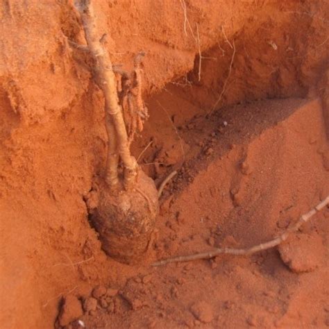 Main Root Of Harpagophytum Procumbens Subsp Procumbens Download