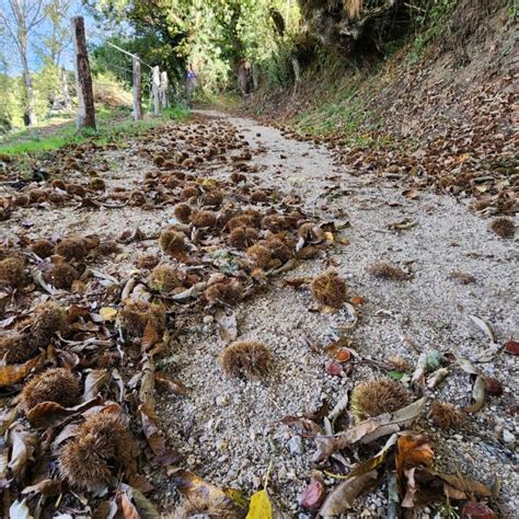 [산티아고 순례길] 가이드가 알려주는 산티아고 순례길의 모든 것 ① 네이버 블로그