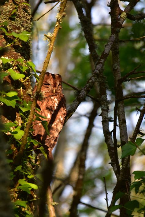 Dr Paul Sopp On Twitter Two Tawny Owls Have Fledged From The Nest Box