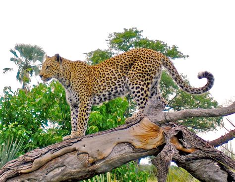 Leopard On Tree Stump The Most Secretive And Elusive Of Th… Flickr