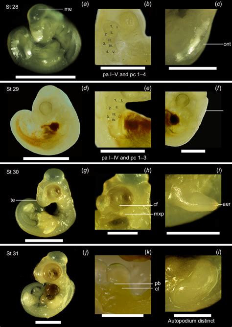 Embryonic Development Of Eremias Multiocellata At Stages 28 32 The