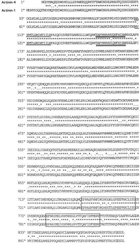 Deduced Amino Acid Sequence Of Actinin 4 Upper In Comparison With