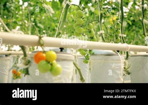 Tomato Root System Stock Videos And Footage Hd And 4k Video Clips Alamy