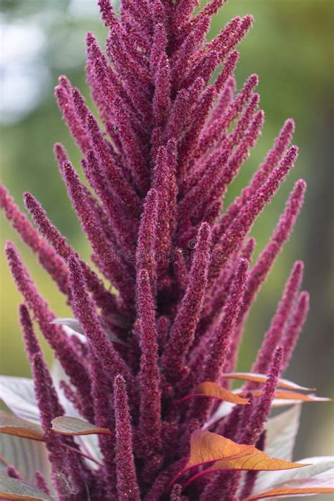 Red Amaranth Blood Amaranth Or Love Lies Bleeding Leaf Vegetable Cereal Plant Stock Image Red Amaranth Blood Amaranth Or Love Lies Bleeding Leaf Vegetable Cereal Plant Stock Image