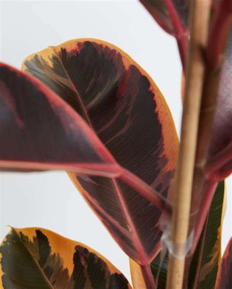 Ruby Ficus Elastica For Sale With Large Options And Care Guide