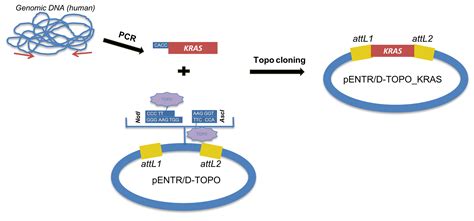 Plasmids 101 Gateway Cloning Plasmids 101 Gateway Cloning