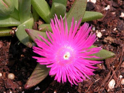 Khadia Acutipetala Penberth Plants