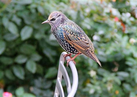 Female Starling Bird