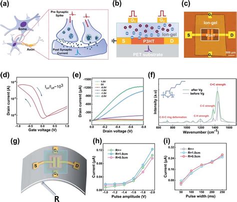 A Schematic Of A Biological Hetero Synapse With Two Presynaptic