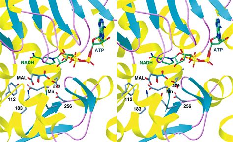 Crystal Structures Of Substrate Complexes Of Malic Enzyme And Insights Into The Catalytic
