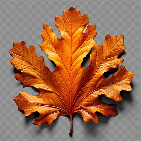Premium Psd Isolated Of Majestic Oak Leaf Capturing Its Distinctive Shap Ph Png Psd Decoration