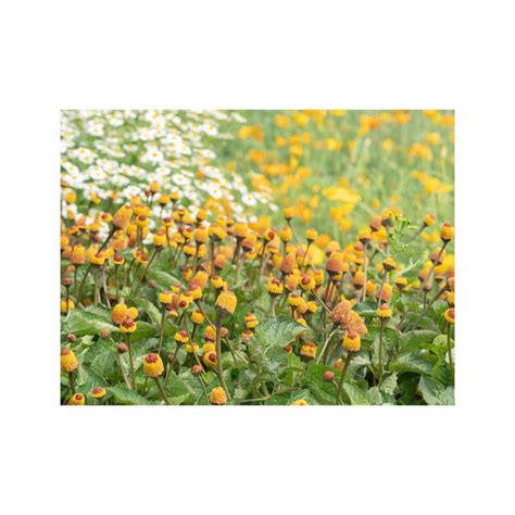 Electric Daisy Seed Pack