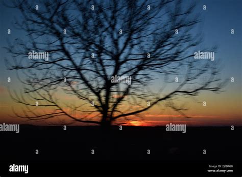 Tree In Sunset Stock Photo Alamy
