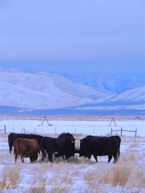Ranch Winter Scenes The Idaho Ranchers Wife